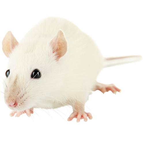 Ratón - Laboratoire Francodex