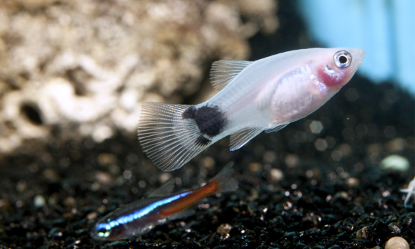 The South-East Asian Biotope - Laboratoire Francodex