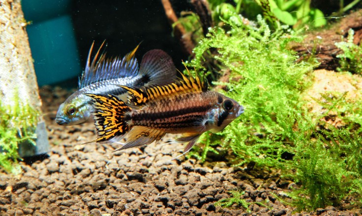 The South-East Asian Biotope - Laboratoire Francodex