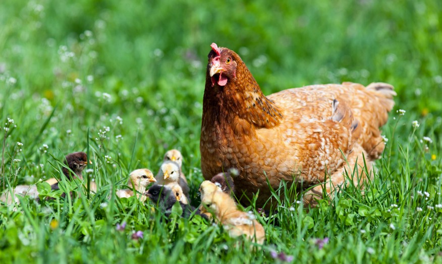 Poultry red mites in chickens: identification, treatment and prevention ...