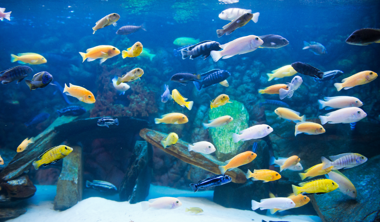 West African Biotope - Laboratoire Francodex