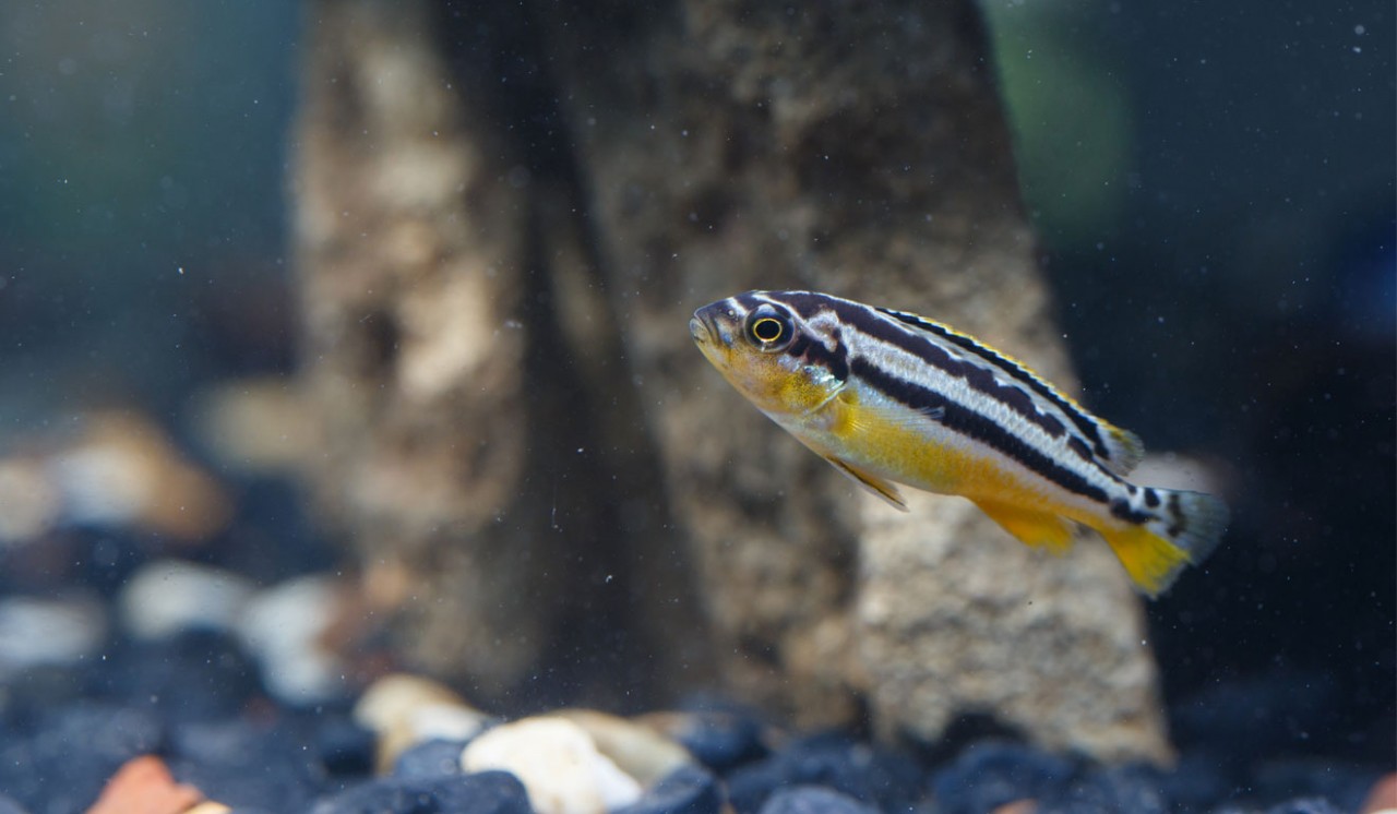 The South-East Asian Biotope - Laboratoire Francodex