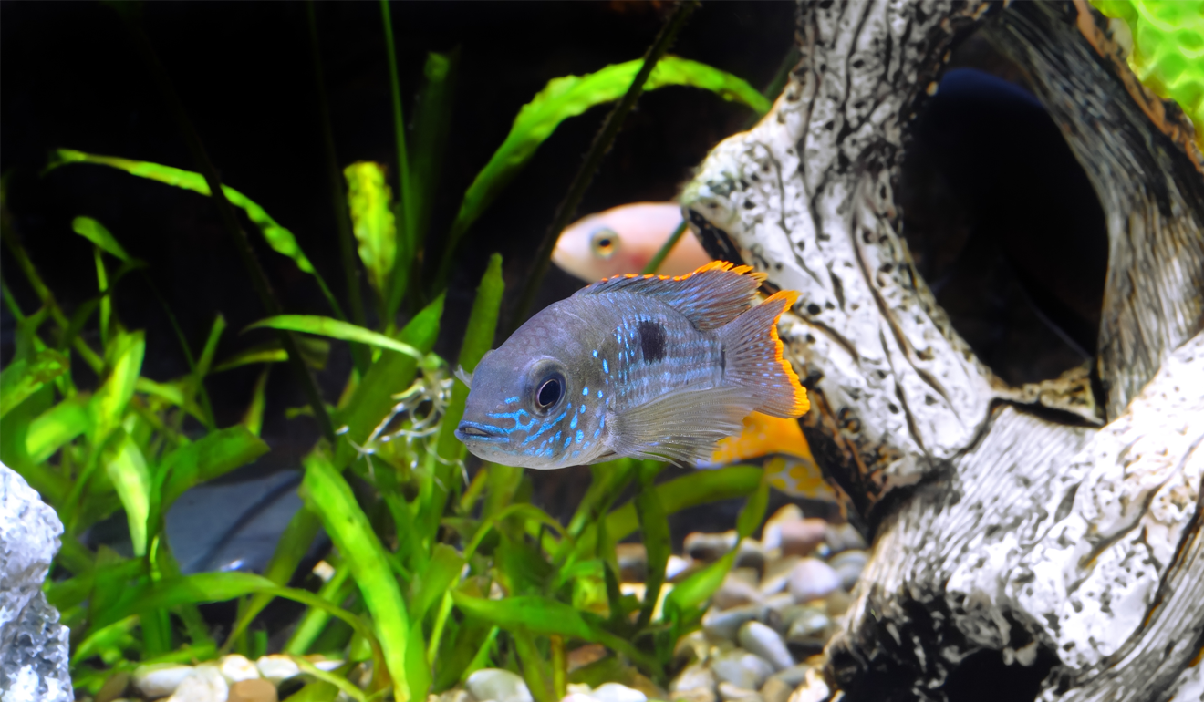 West African Biotope - Laboratoire Francodex