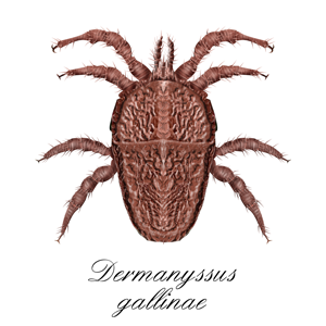 Red mites - Laboratoire Francodex