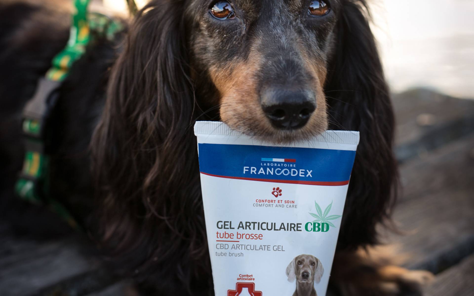 Gel, colliers et pipettes CBD pour le confort articulaire | Francodex