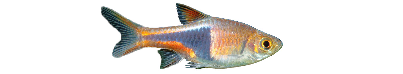 The South-East Asian Biotope - Laboratoire Francodex