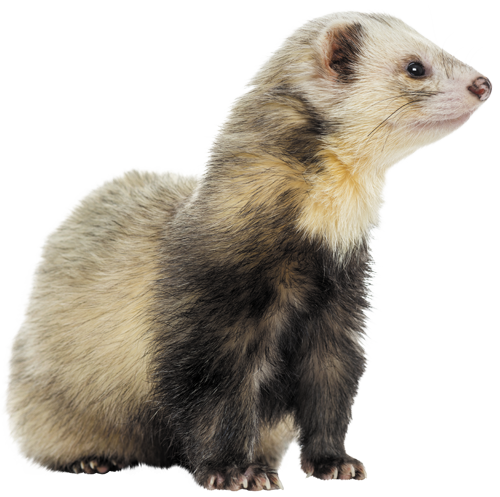 Il furetto - Laboratoire Francodex