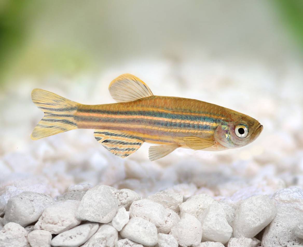 The South-East Asian Biotope - Laboratoire Francodex