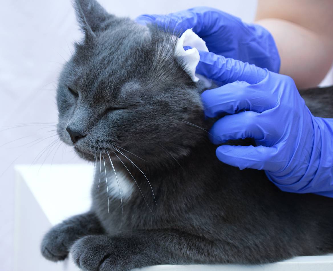 Cleaning your cat’s ears: everything you need to know| Francodex