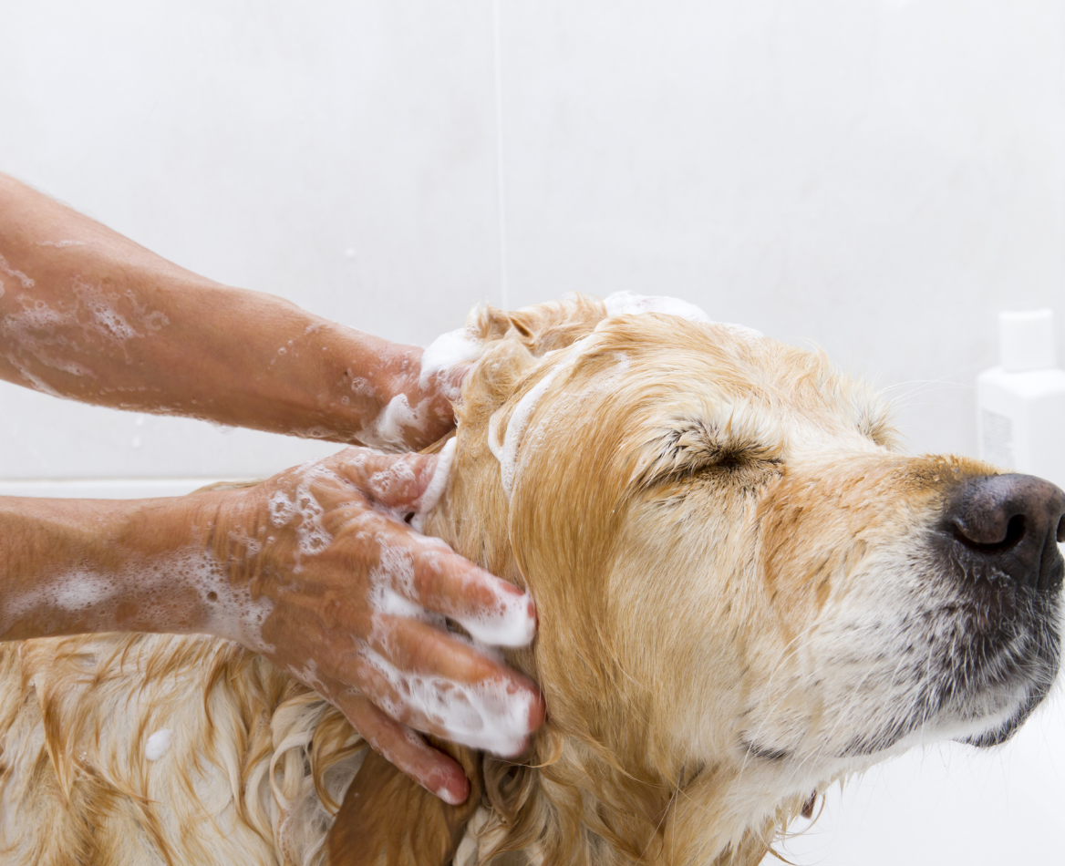 Pelage du chien : comment en prendre soin ? | Francodex