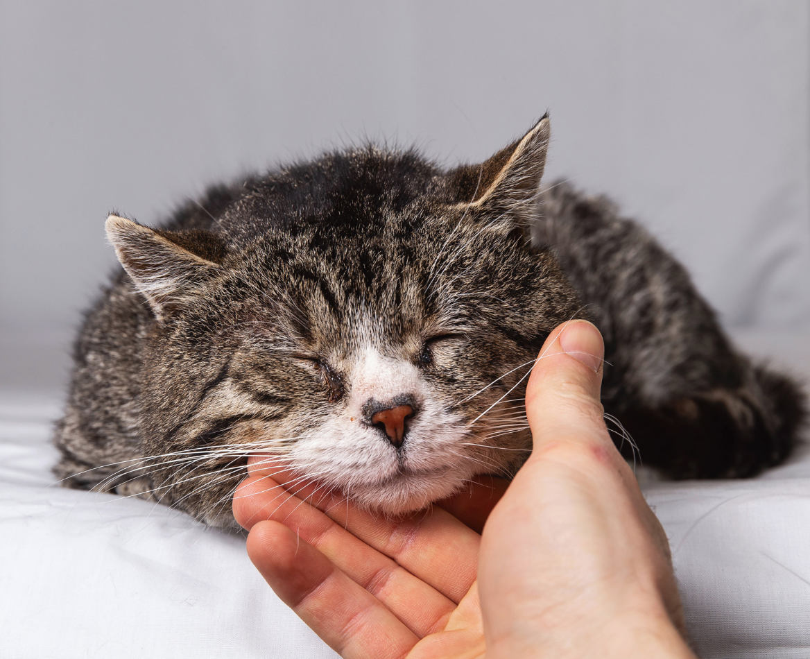 Maladies des chats âgés : identifier, soigner et prévenir | Francodex