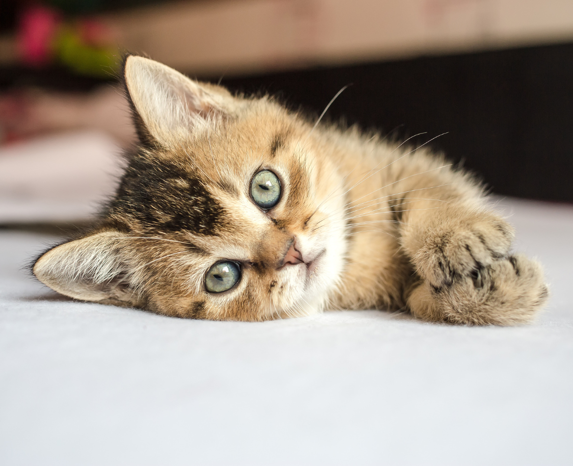 Comment s’occuper d’un chaton ? L’essentiel à retenir| Francodex