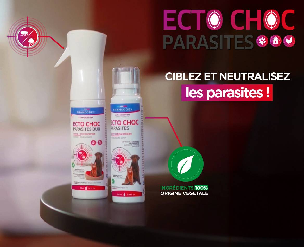 Neutralise fleas, ticks, mosquitoes, sandflies and flies with Ecto Choc ...
